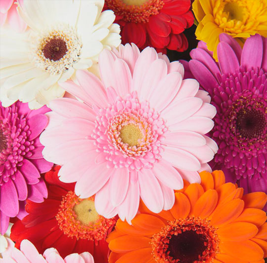 Flower Delivery Astoria Ny 🌻 Oct 2025